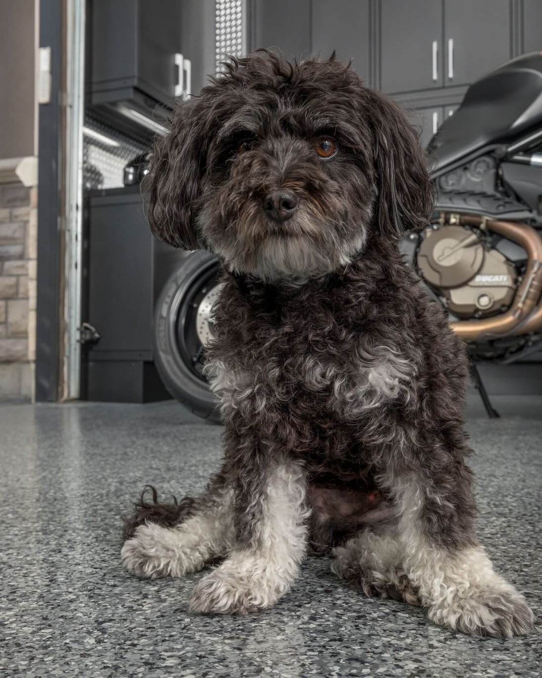 Pet-Friendly Garage Ideas and Benefits for Fur-Tastic Living
