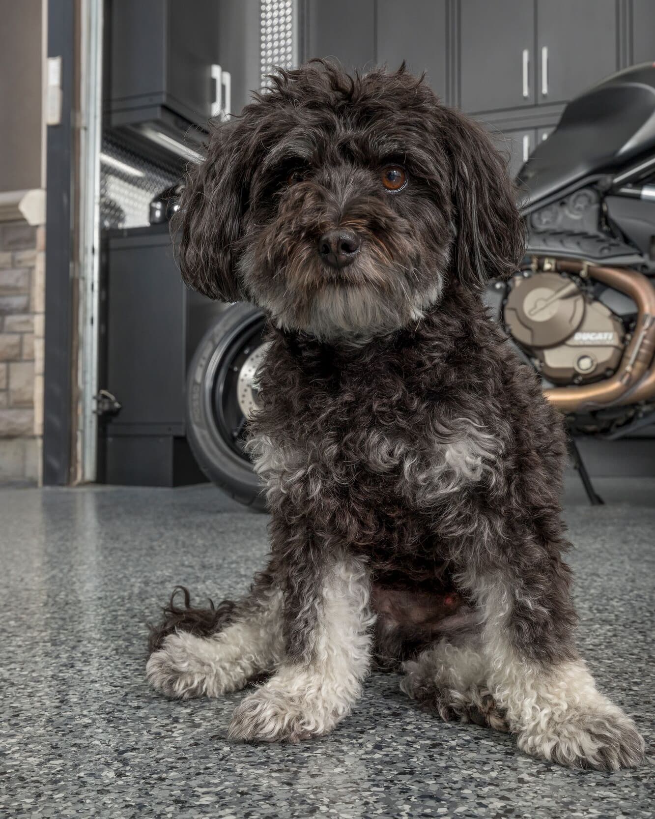 Pet-Friendly Garage Ideas and Benefits for Fur-Tastic Living